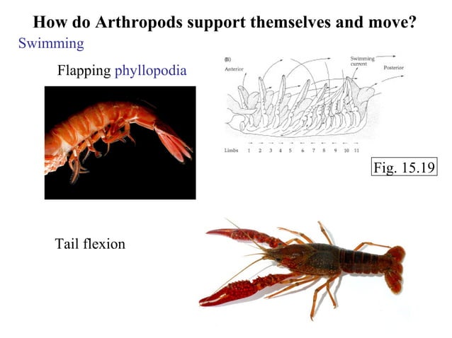 Arthropoda | PPT