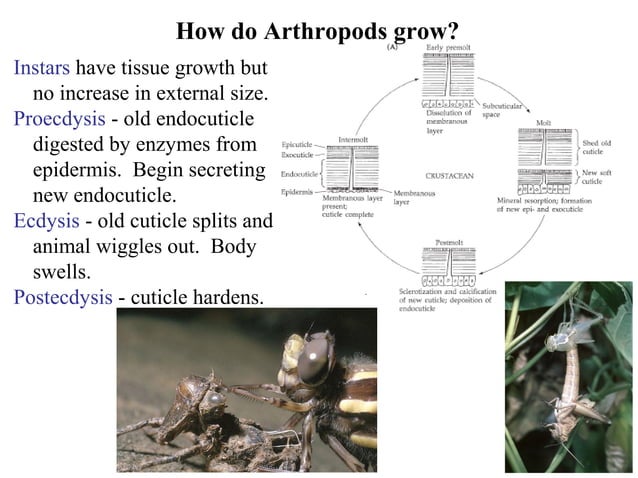 Arthropoda | PPT