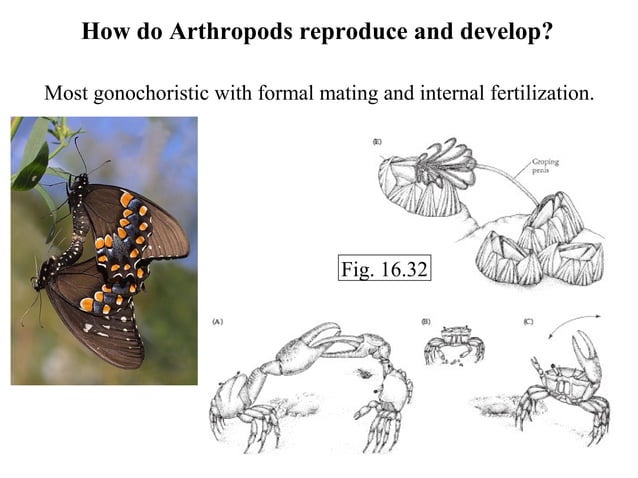 Arthropoda | PPT