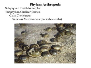 Arthropoda | PPT