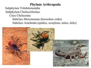 Arthropoda | PPT