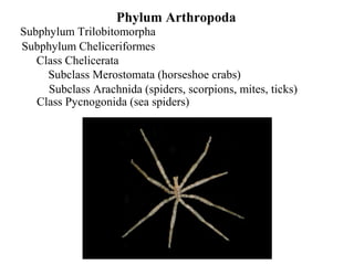 Arthropoda | PPT