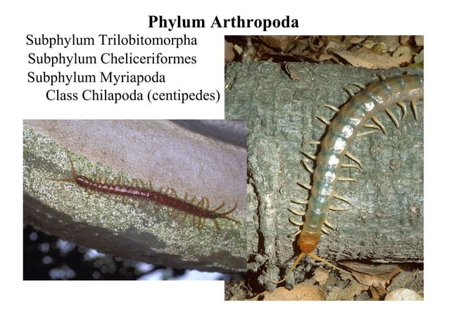 Arthropoda | PPT