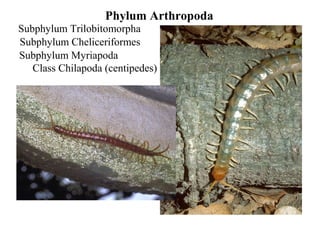 Subphylum Myriapoda