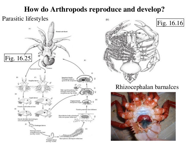 Arthropoda