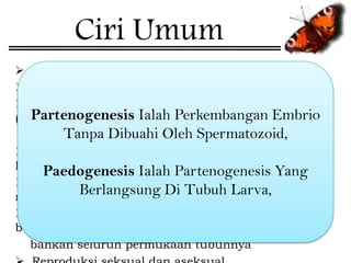 Arthropoda | PPT