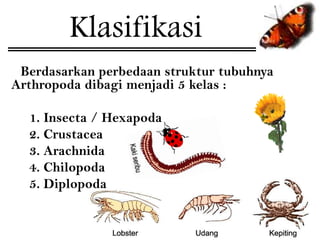 Arthropoda | PPT