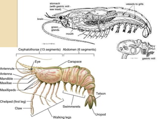 Arthropoda | PPTX