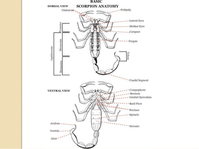 Arthropoda