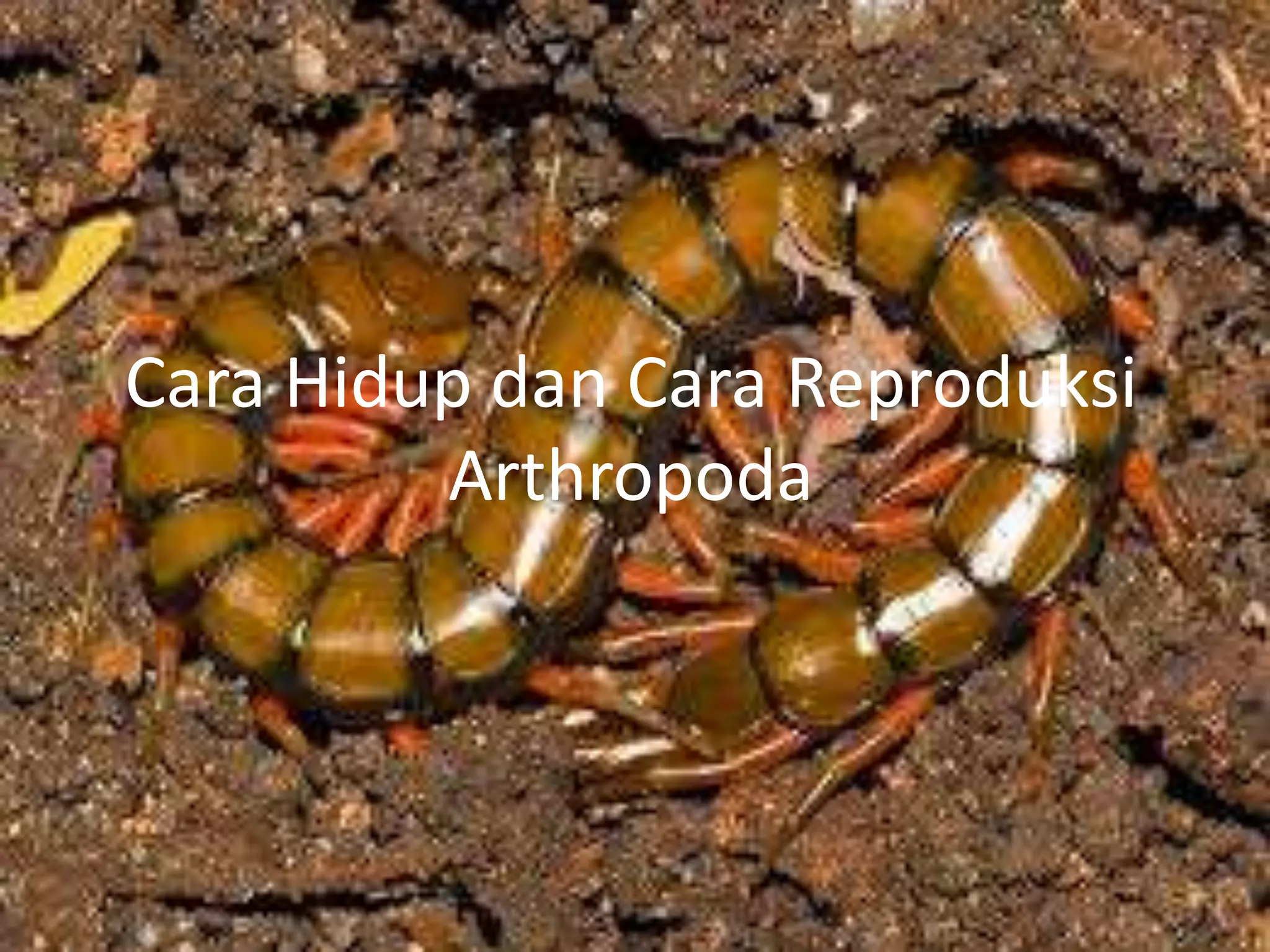 BIOLOGI SMA KELAS 10 ANIMALIA Arthropoda | PPTX