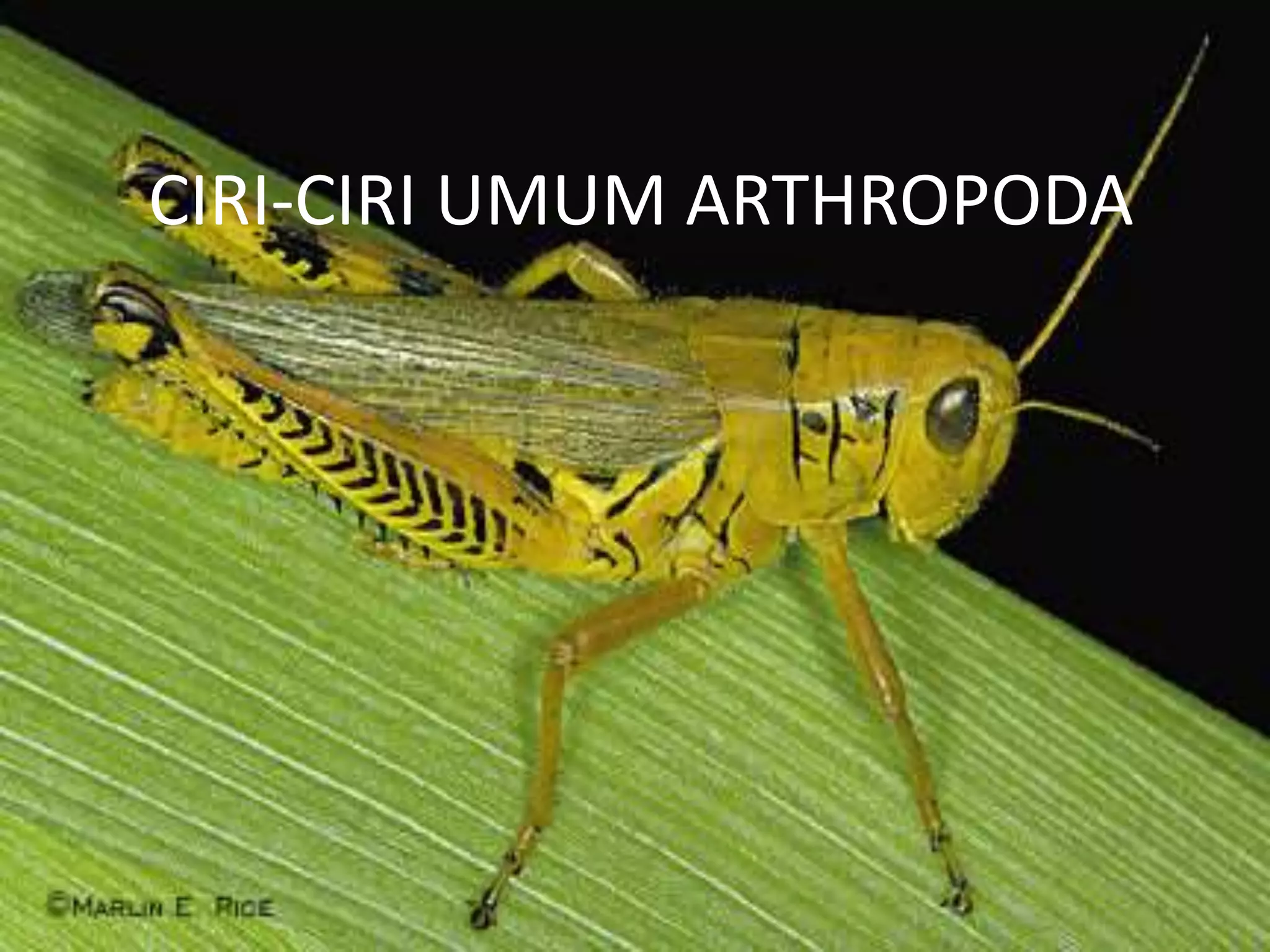 BIOLOGI SMA KELAS 10 ANIMALIA Arthropoda | PPTX