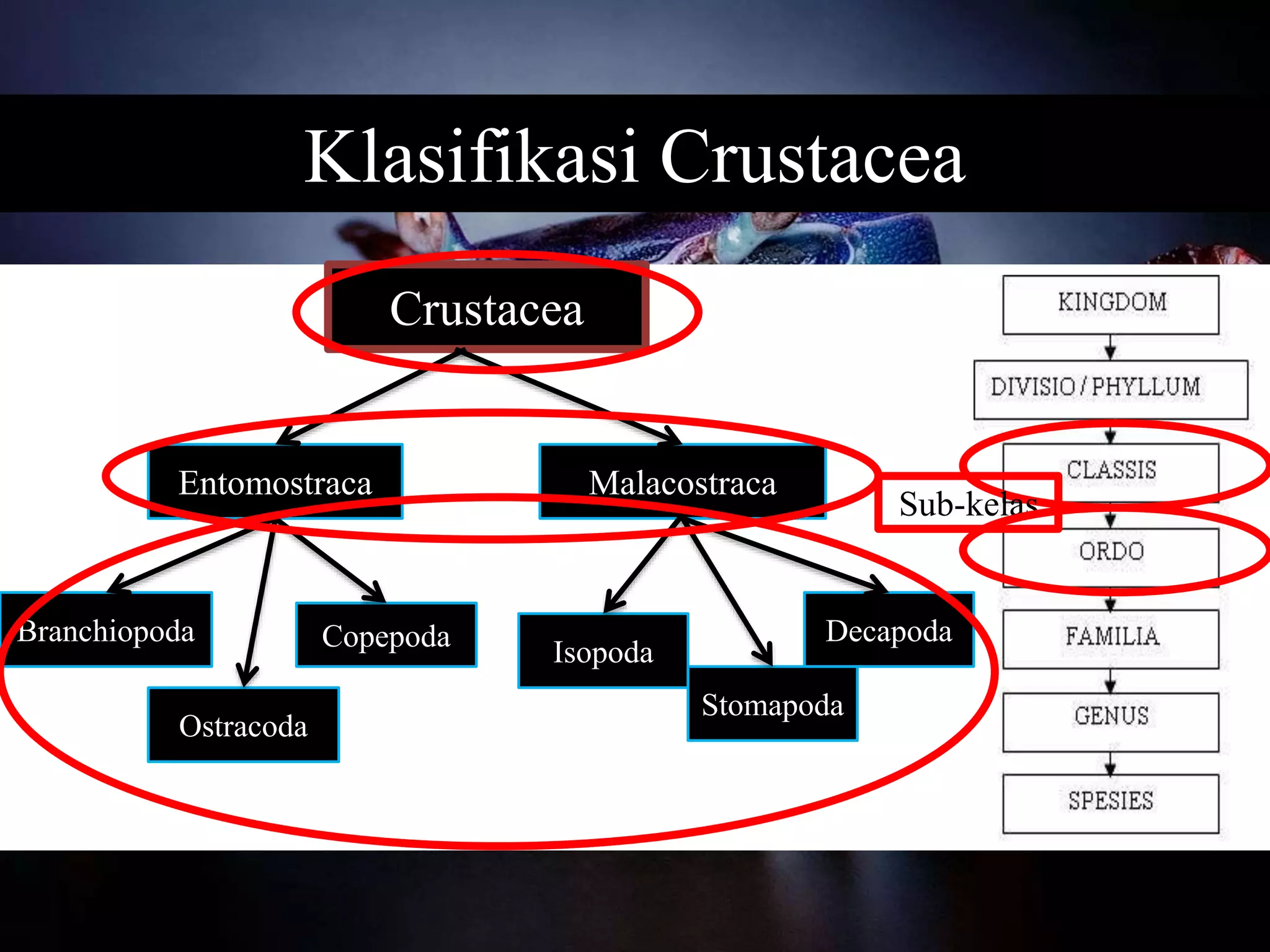 Parasit Arthropoda | PPTX