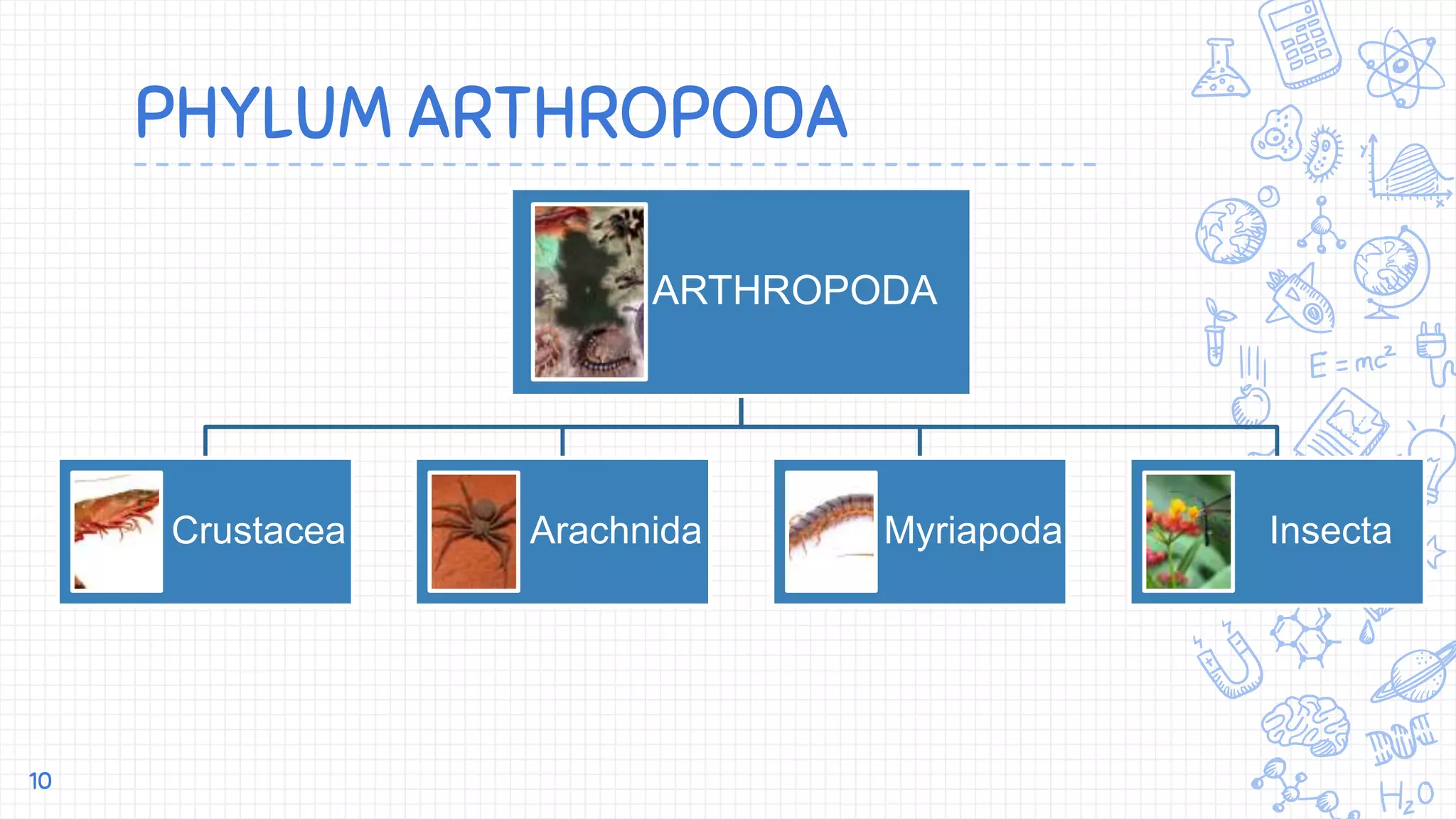 PHYLUM ARTHROPODA | PPT