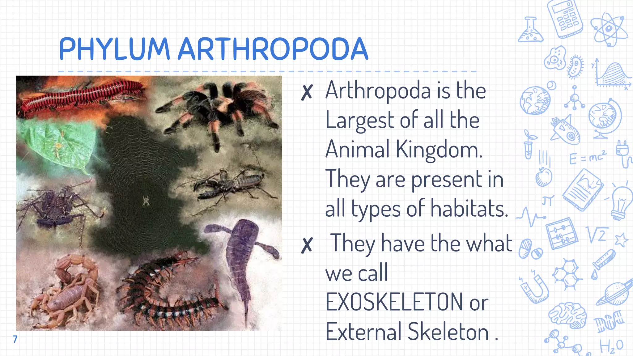 PHYLUM ARTHROPODA | PPT