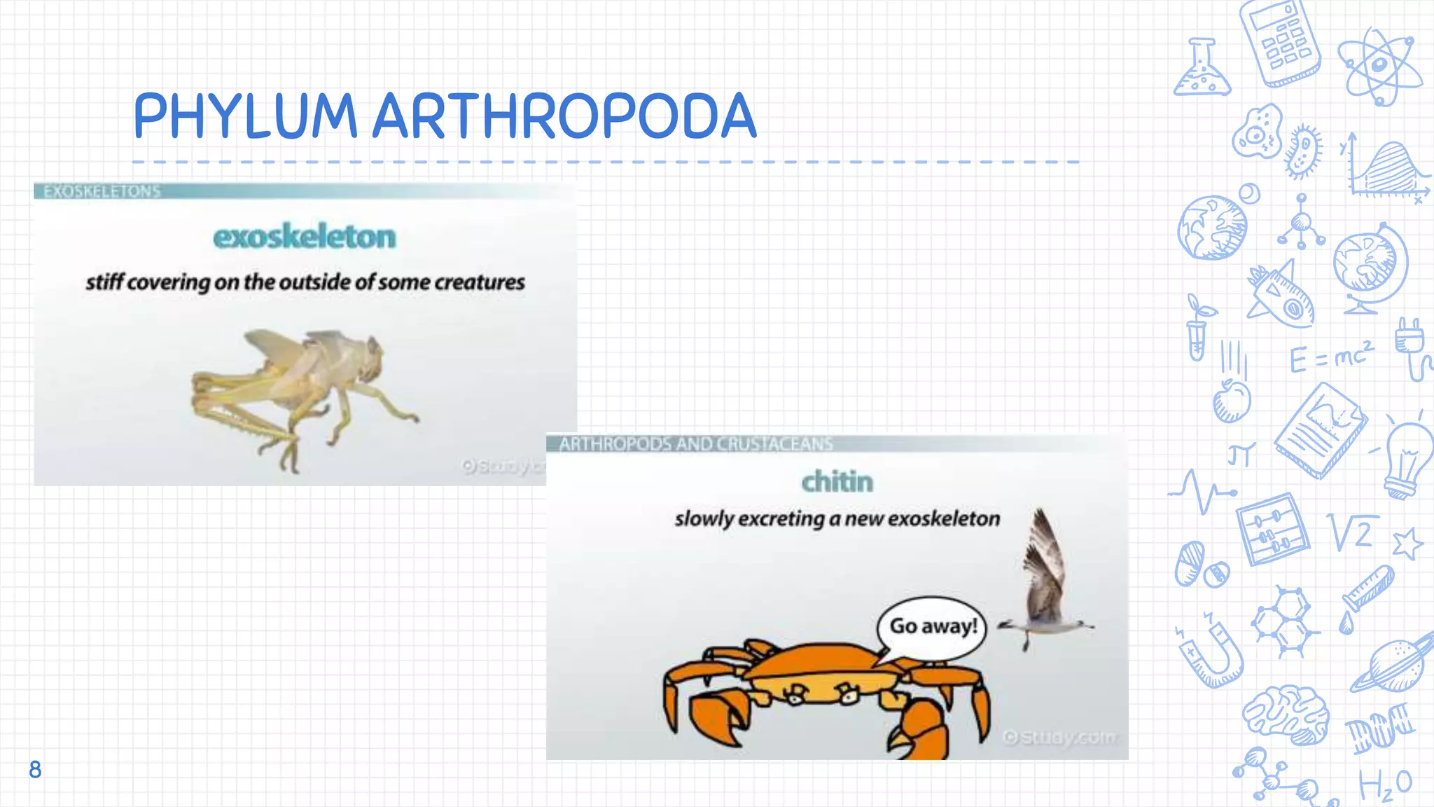 PHYLUM ARTHROPODA | PPT