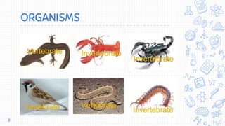 PHYLUM ARTHROPODA | PPT
