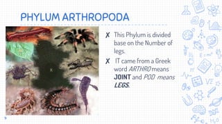 PHYLUM ARTHROPODA | PPT
