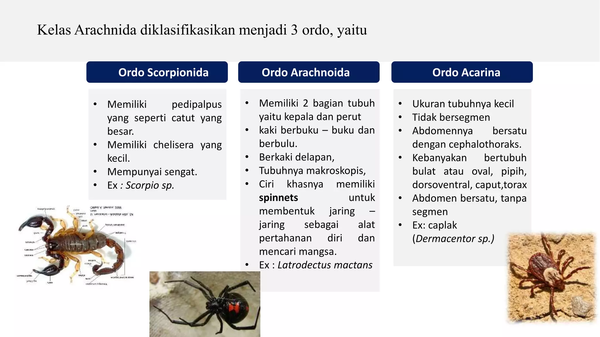 Sistematika Hewan - Arthropoda | PPTX
