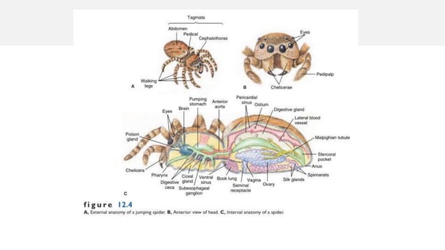 Sistematika Hewan - Arthropoda | PPTX