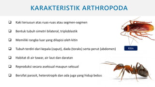 Sistematika Hewan - Arthropoda | PPTX