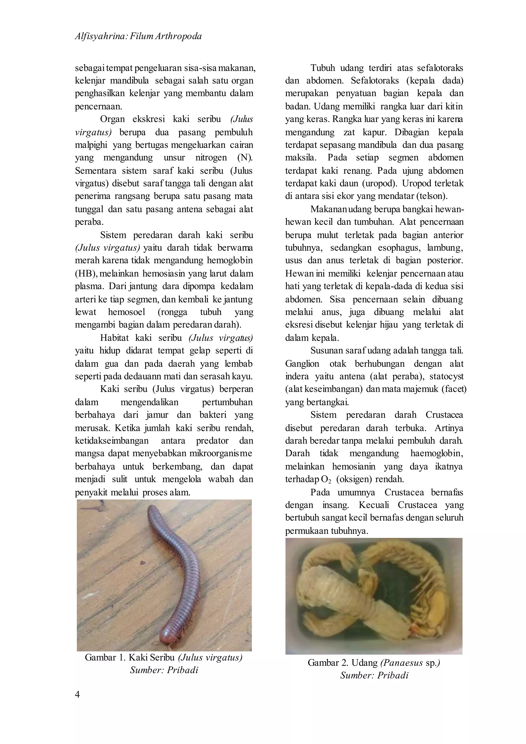 Arthropoda | DOCX