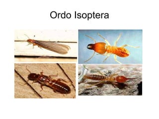 ARTHROPODA.ppt