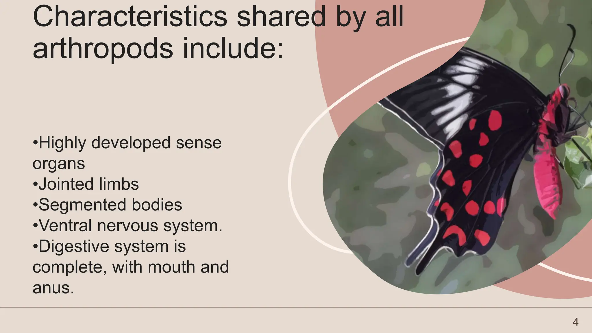 Arthropoda.pptx six legged insects that is hexapods with chitinous ...