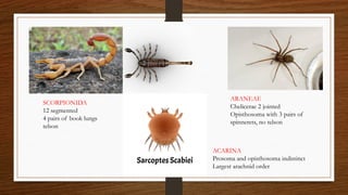 Arthropoda (largest group of animal Kingdom) | PPT