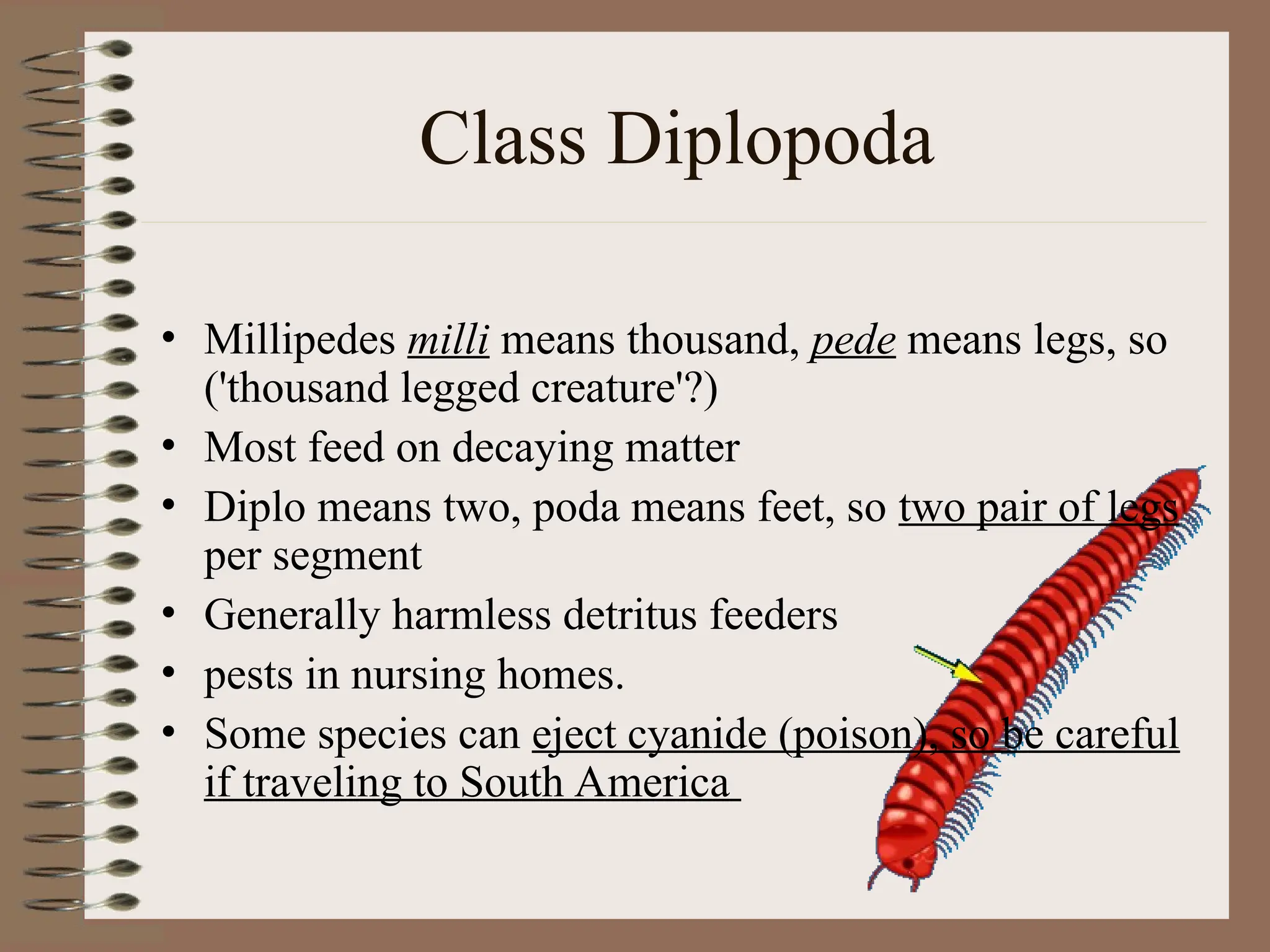 Arthropoda.pptxvbvbcgvbnvbncvcvcxcxcxvcxcv | PPT
