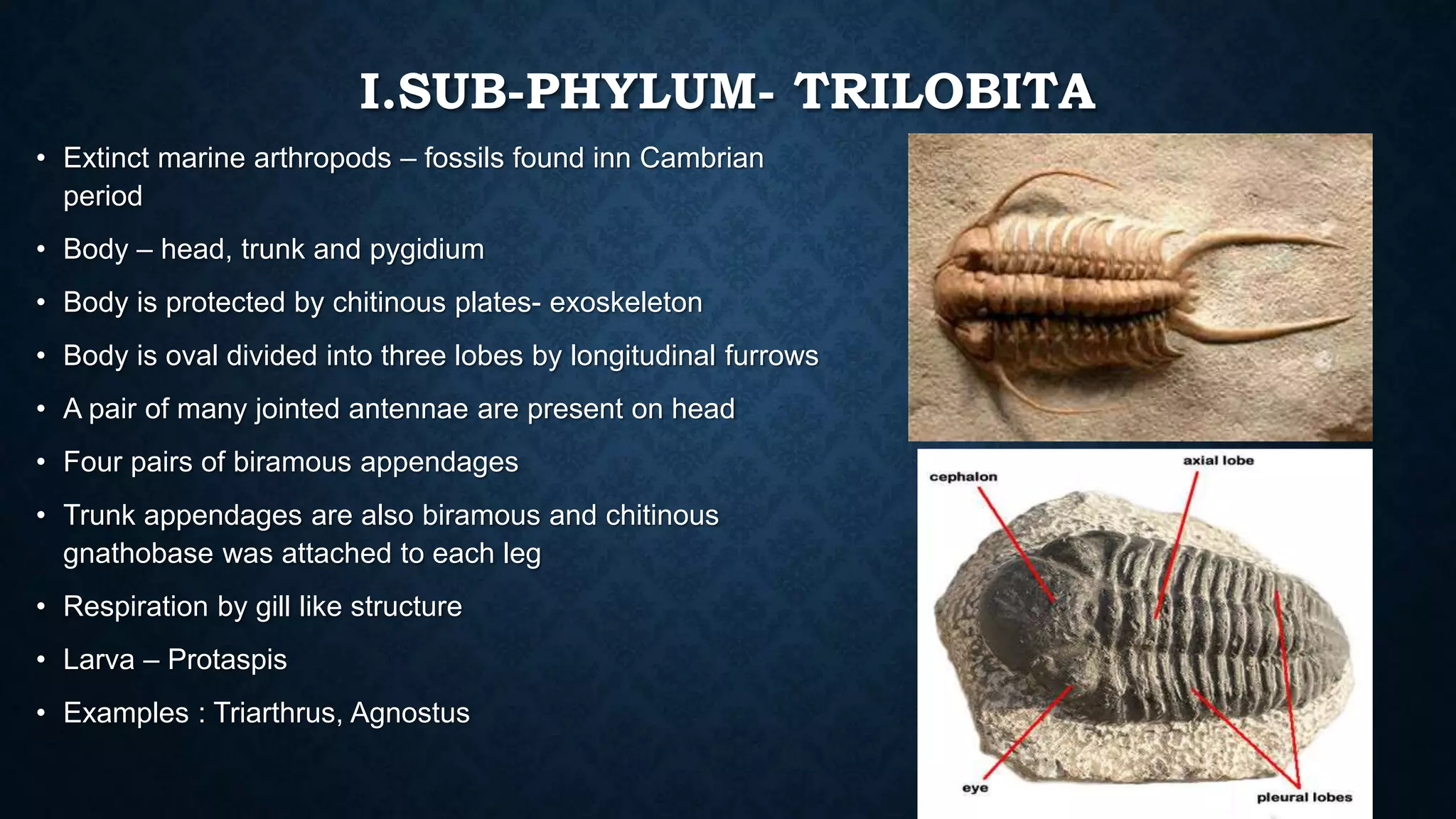 Arthropoda characters & classification | PPTX