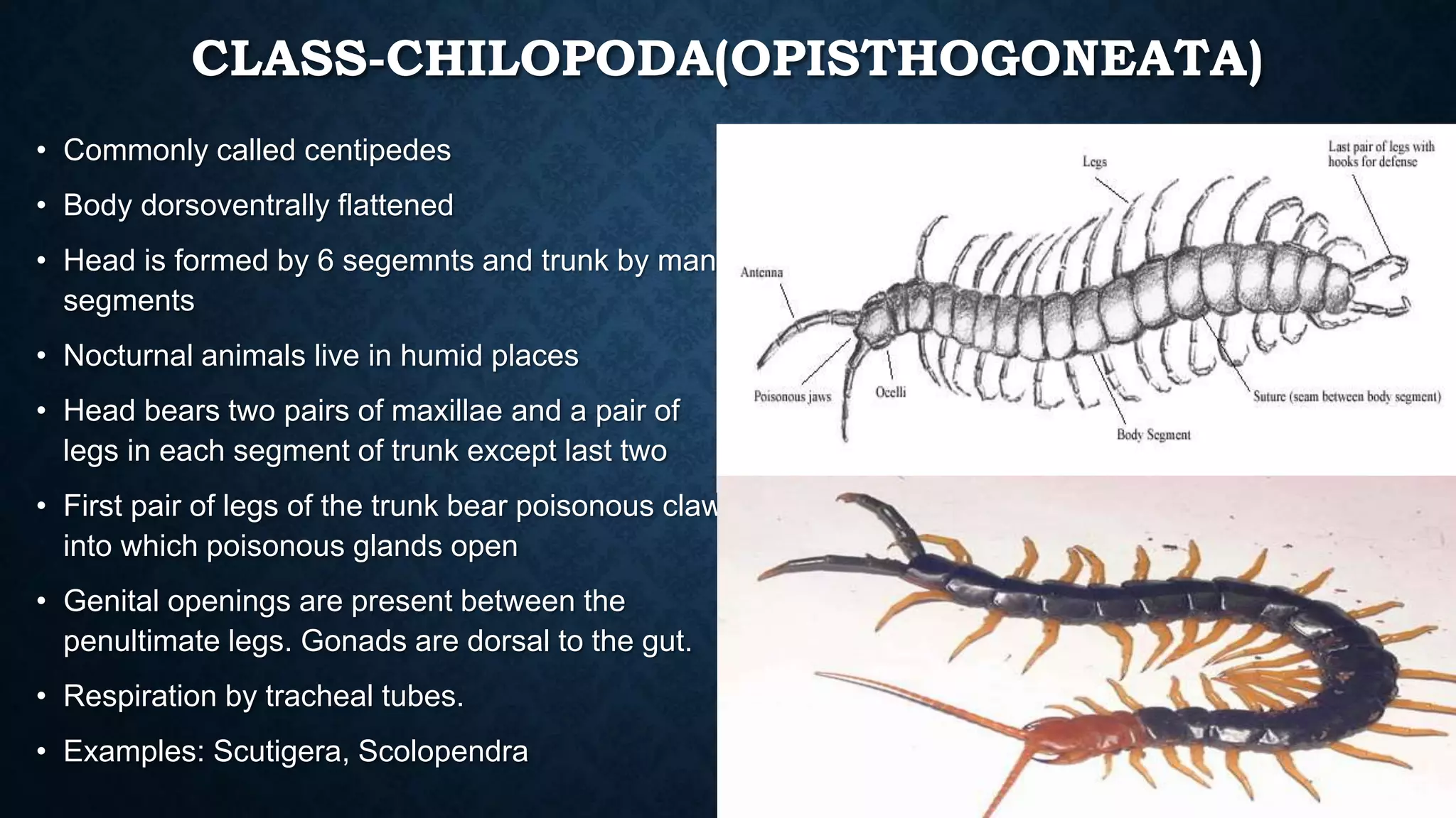 Arthropoda characters & classification | PPTX