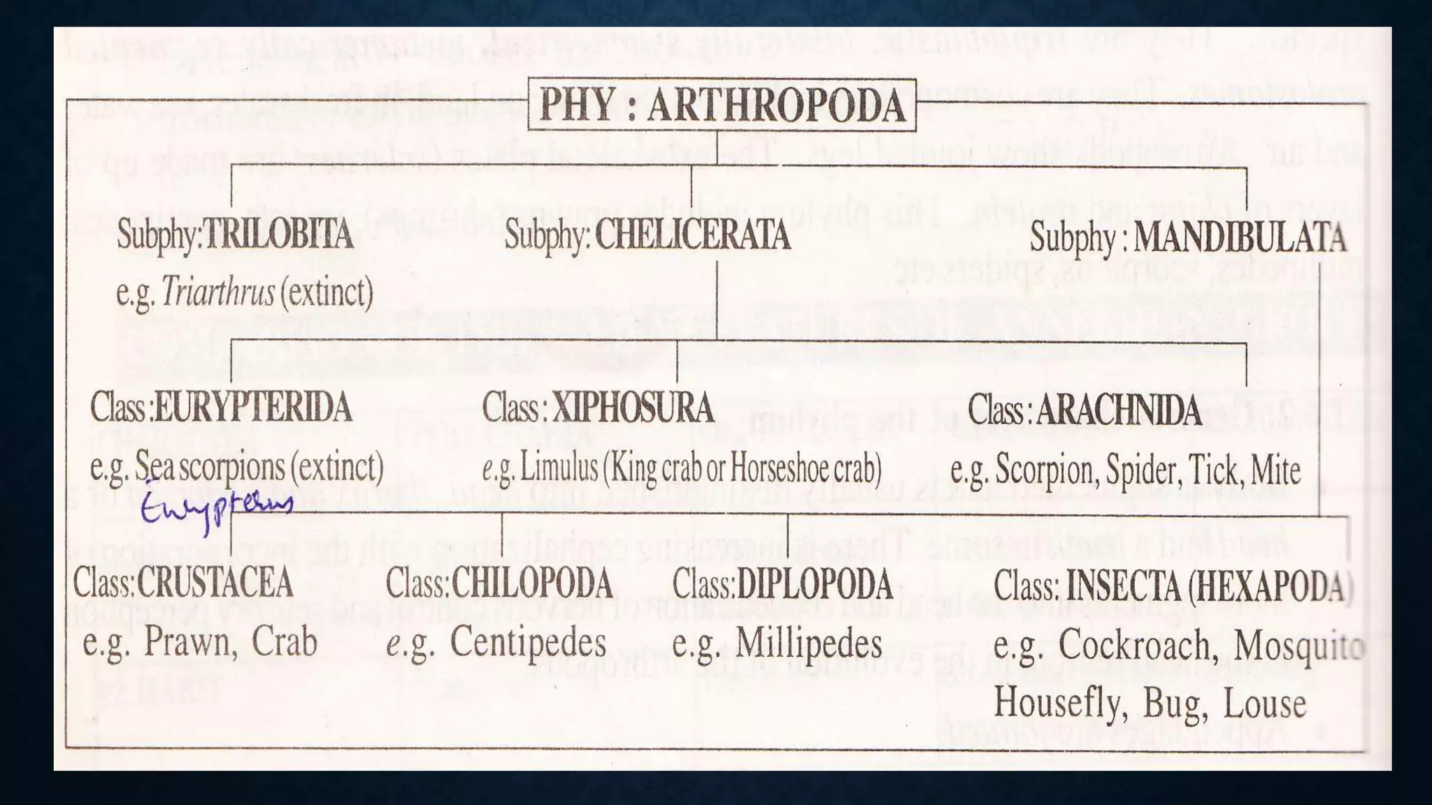 Arthropoda characters & classification | PPTX