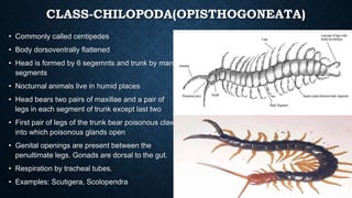 Arthropoda characters & classification | PPTX