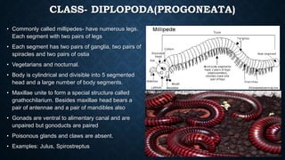 Arthropoda characters & classification | PPTX