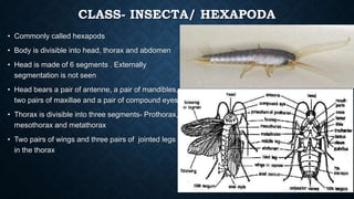 Arthropoda characters & classification | PPTX