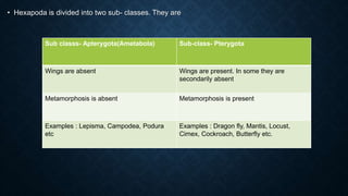 Arthropoda characters & classification | PPTX