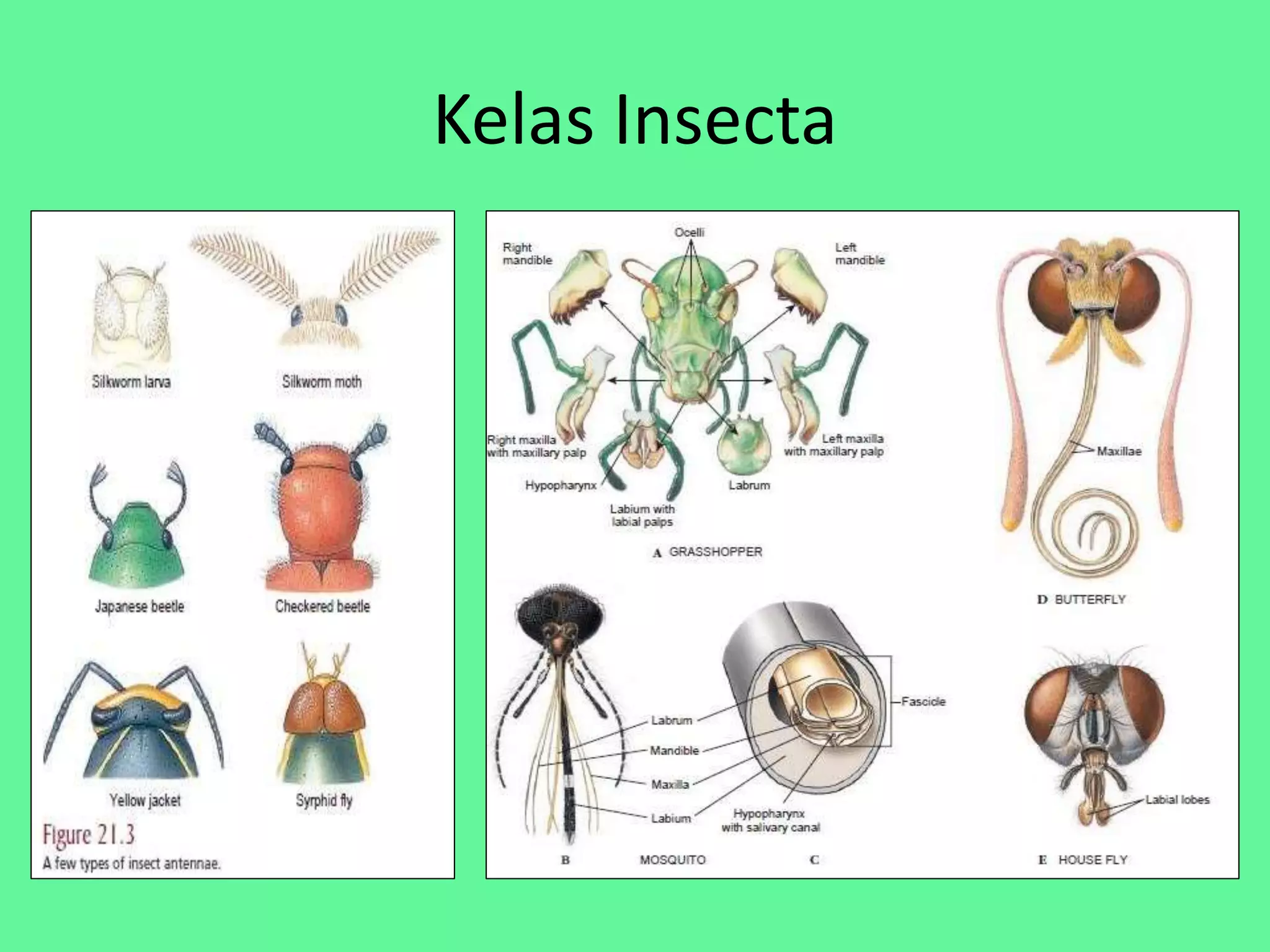 Arthropoda 2.pptx