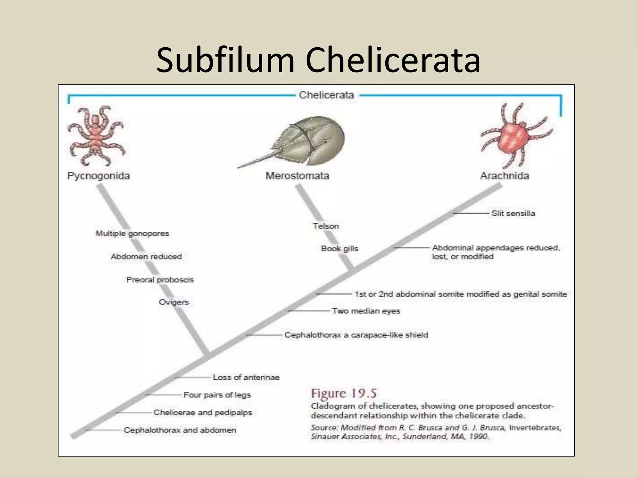 Arthropoda 2.pptx