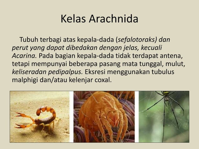 Arthropoda 2.pptx