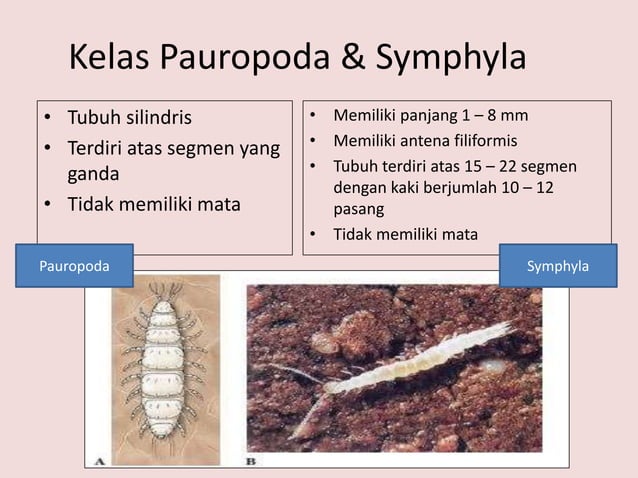 Arthropoda 2.pptx