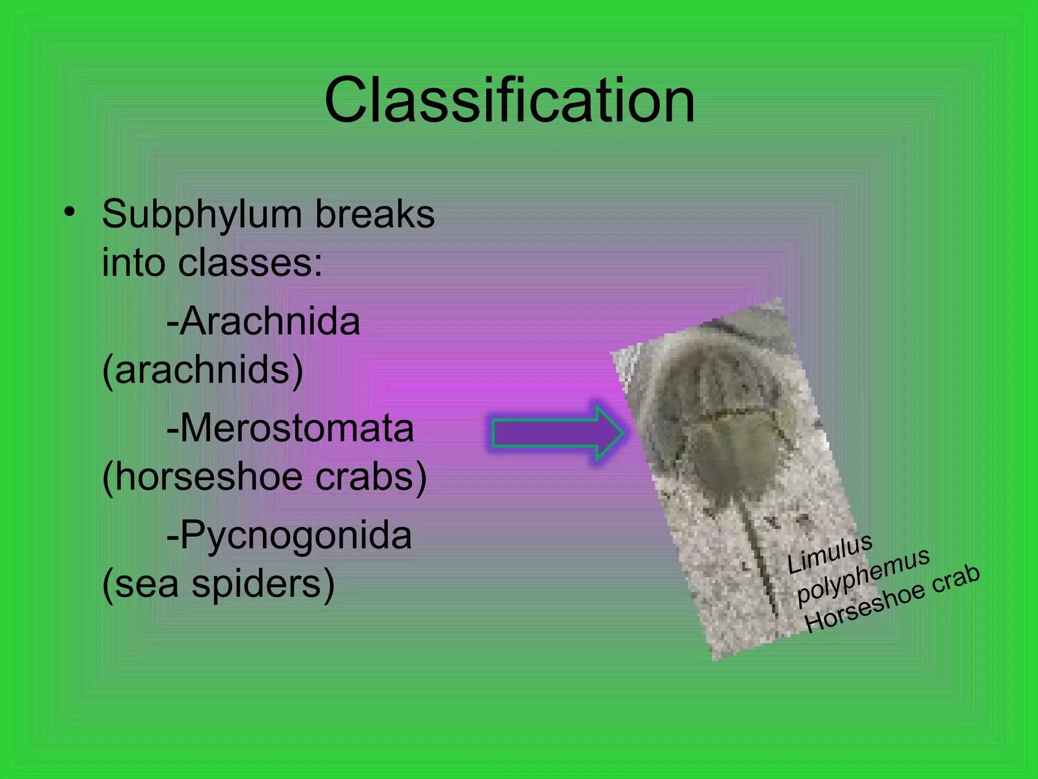 Arthropoda Chelicerata | PPT