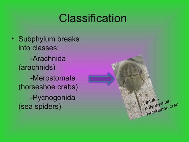 Arthropoda Chelicerata | PPT | Reptiles | Pets