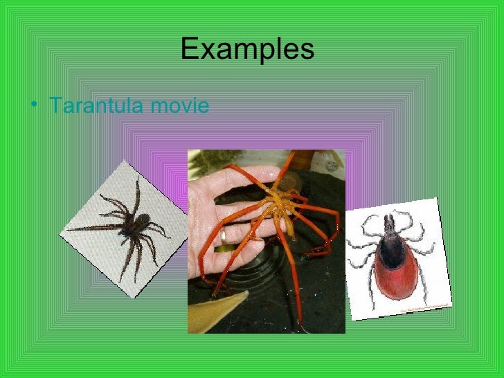 Arthropoda Chelicerata