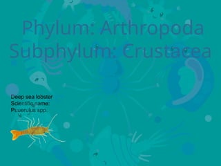 phylun arthropoda class crustacea for high school | PPT