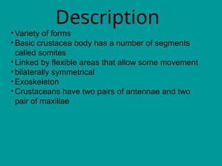 phylun arthropoda class crustacea for high school | PPT