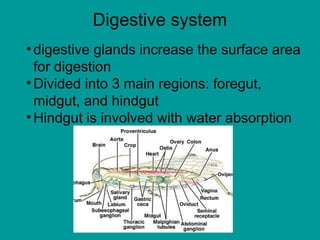 phylun arthropoda class crustacea for high school | PPTX