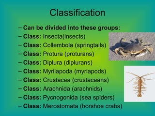 Arthropoda Crustacea | PPT | Biological Sciences | Science