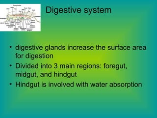 Arthropoda Crustacea | PPT