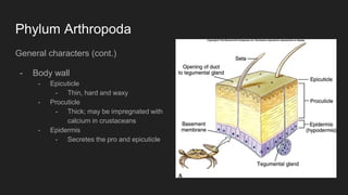 Arthropoda i | PPT