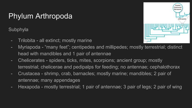Arthropoda i | PPT
